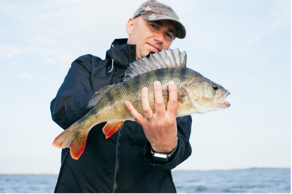 The Differences and Similarities Between Perch and Bass: Everything You ...